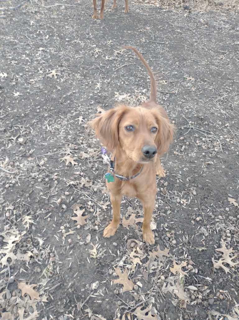 Available Dogs – Irish Setter Rescue of North Texas