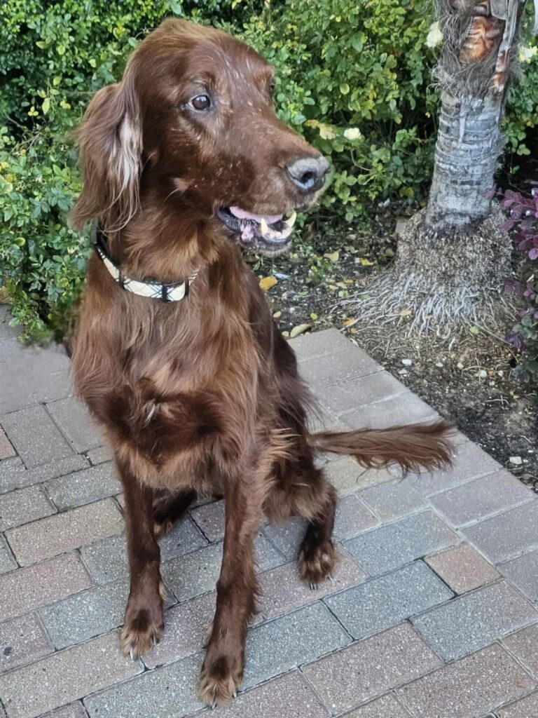 Available Dogs – Irish Setter Rescue of North Texas